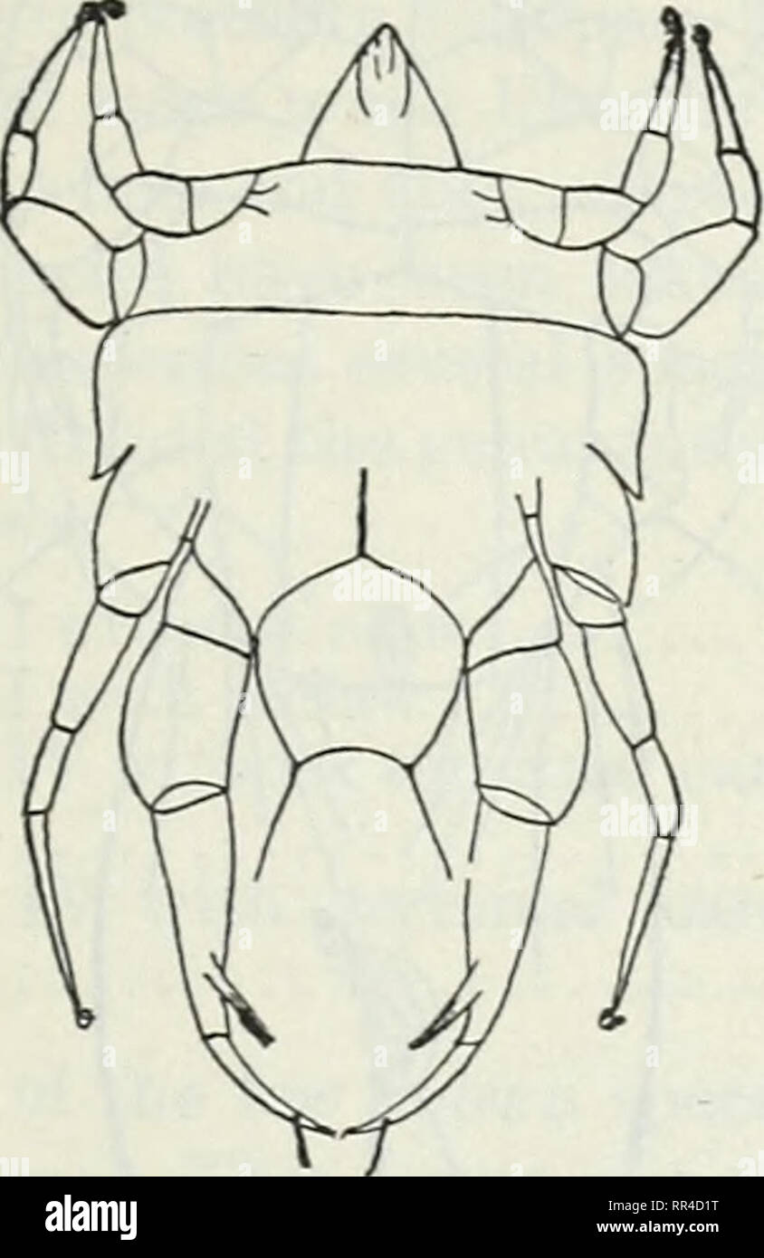 Rash mite hi-res stock photography and images - Alamy