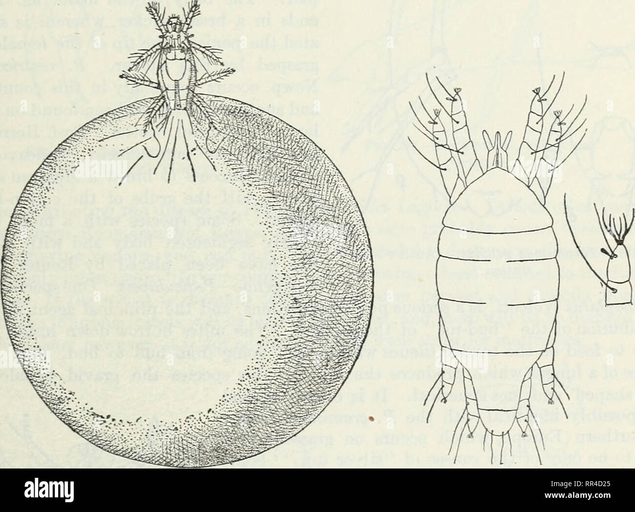 Grain mites hi-res stock photography and images - Alamy