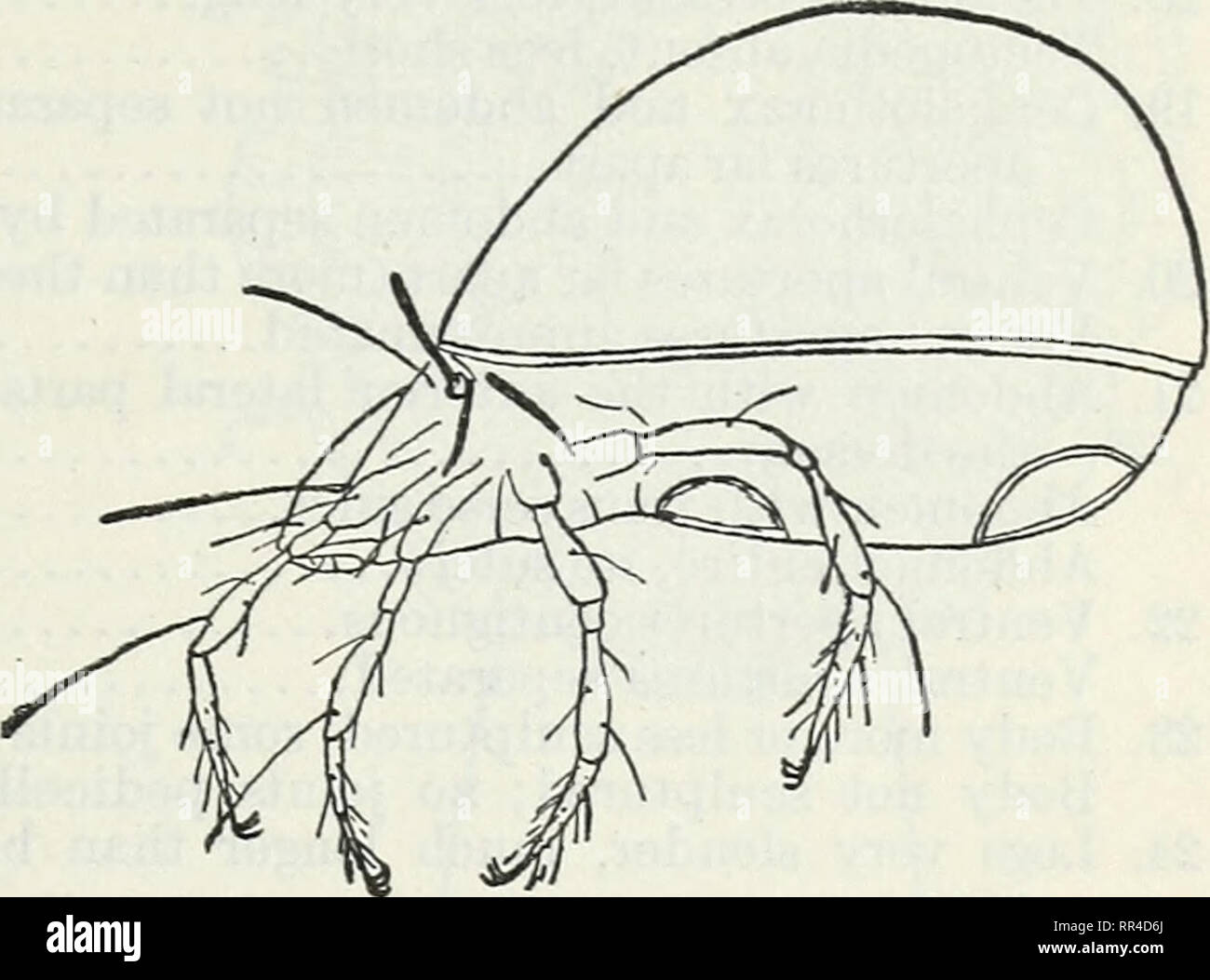 Broad mites hi-res stock photography and images - Alamy
