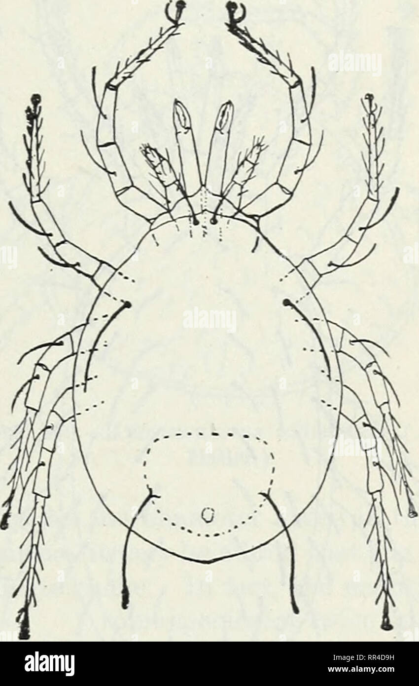 Predaceous mites hi-res stock photography and images - Alamy