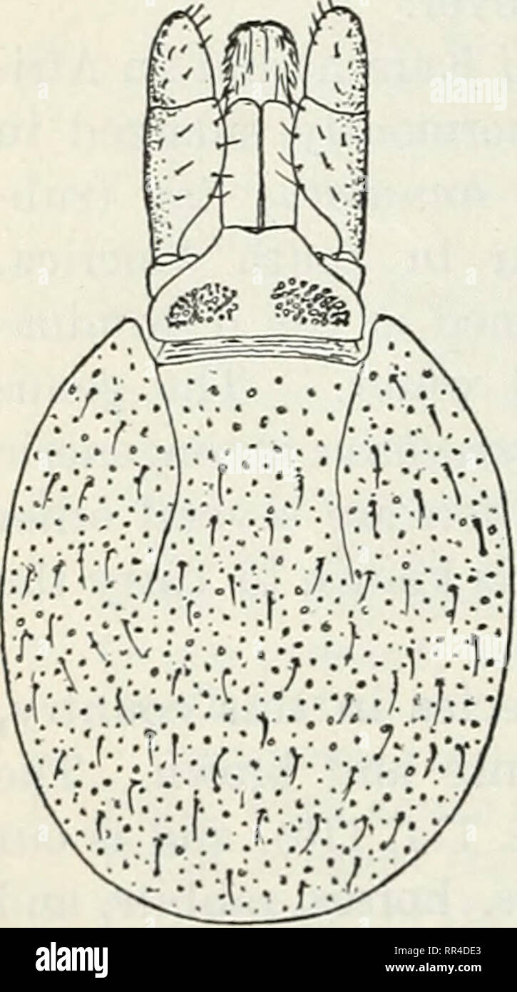 Haller’s organ hi-res stock photography and images - Alamy