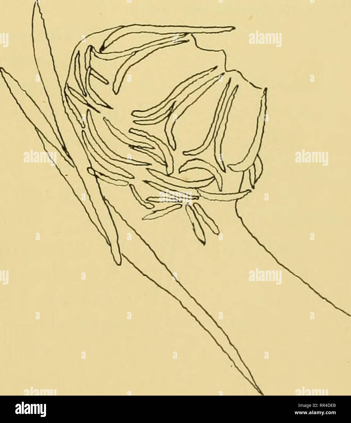 Width 8 6 cm hi-res stock photography and images - Alamy