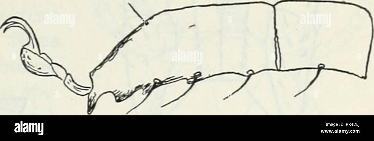 . The Acarina or mites. A review of the group for the use of economic ...