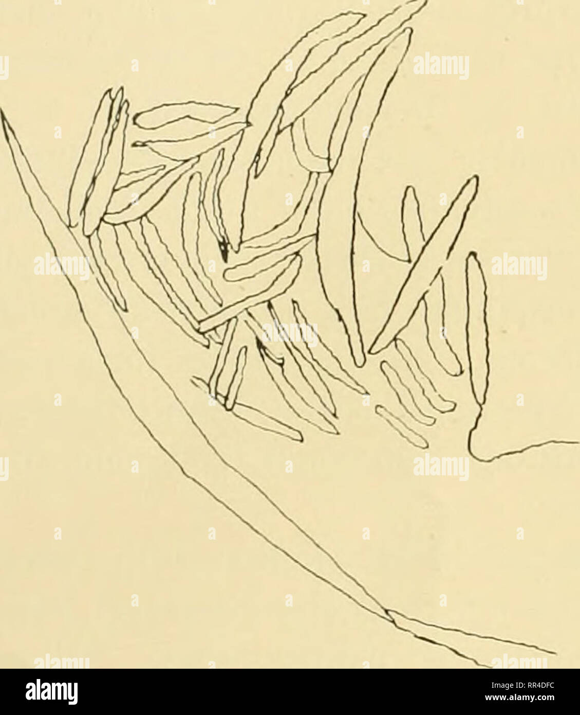 Short stolons hi-res stock photography and images - Alamy