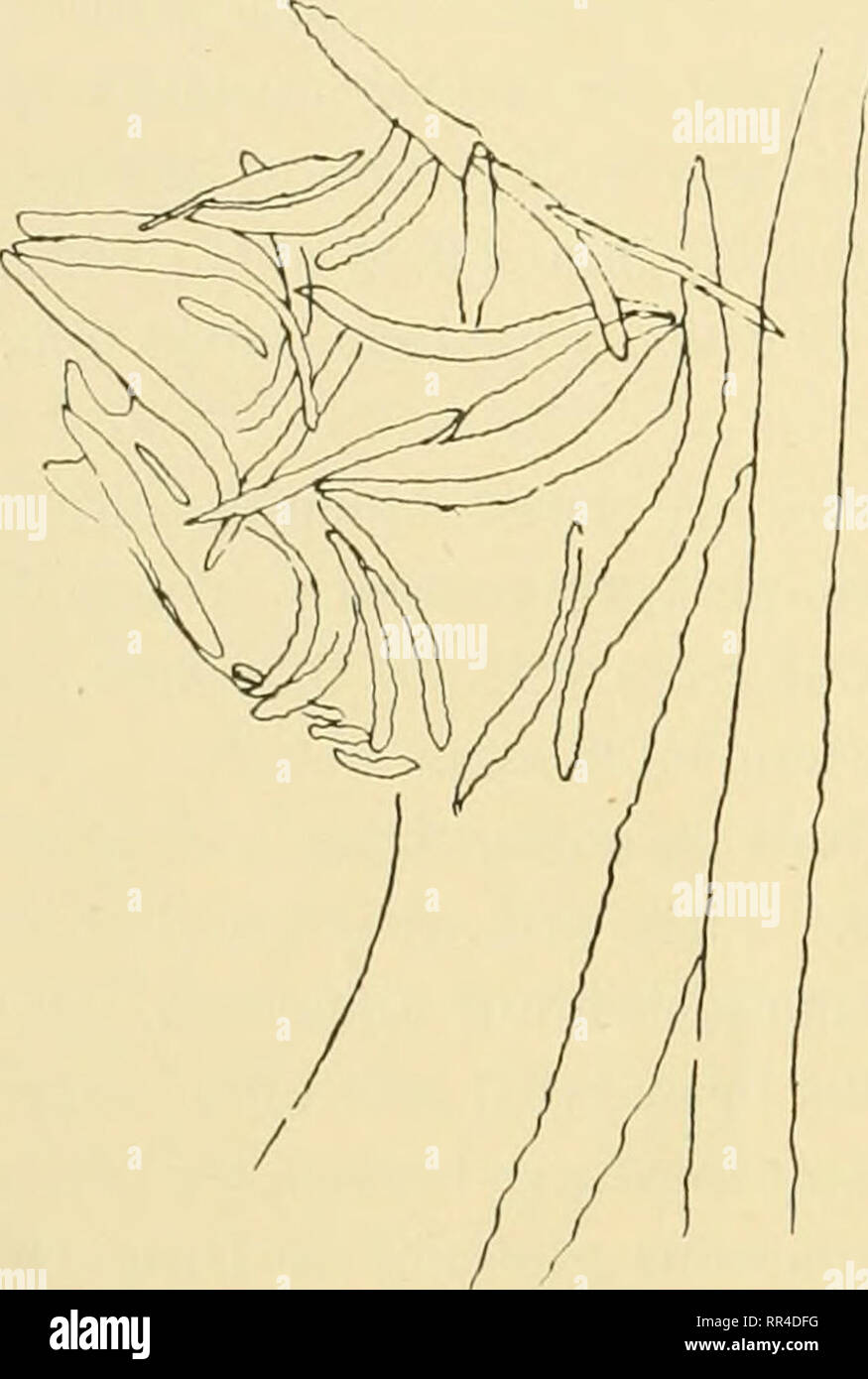 . An account of the alcyonarians collected by the Royal Indian marine ...