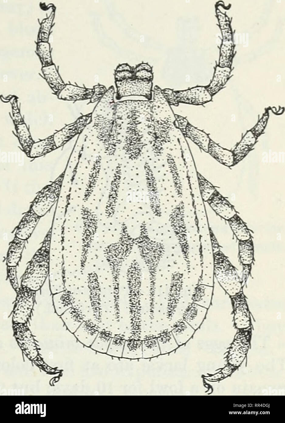 . The Acarina or mites. A review of the group for the use of economic ...