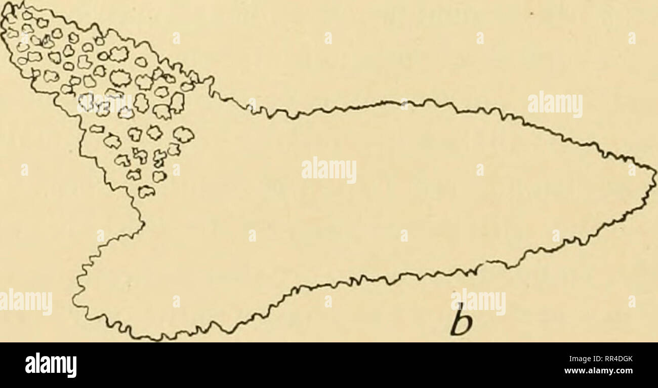 Reflexed image hi-res stock photography and images - Alamy