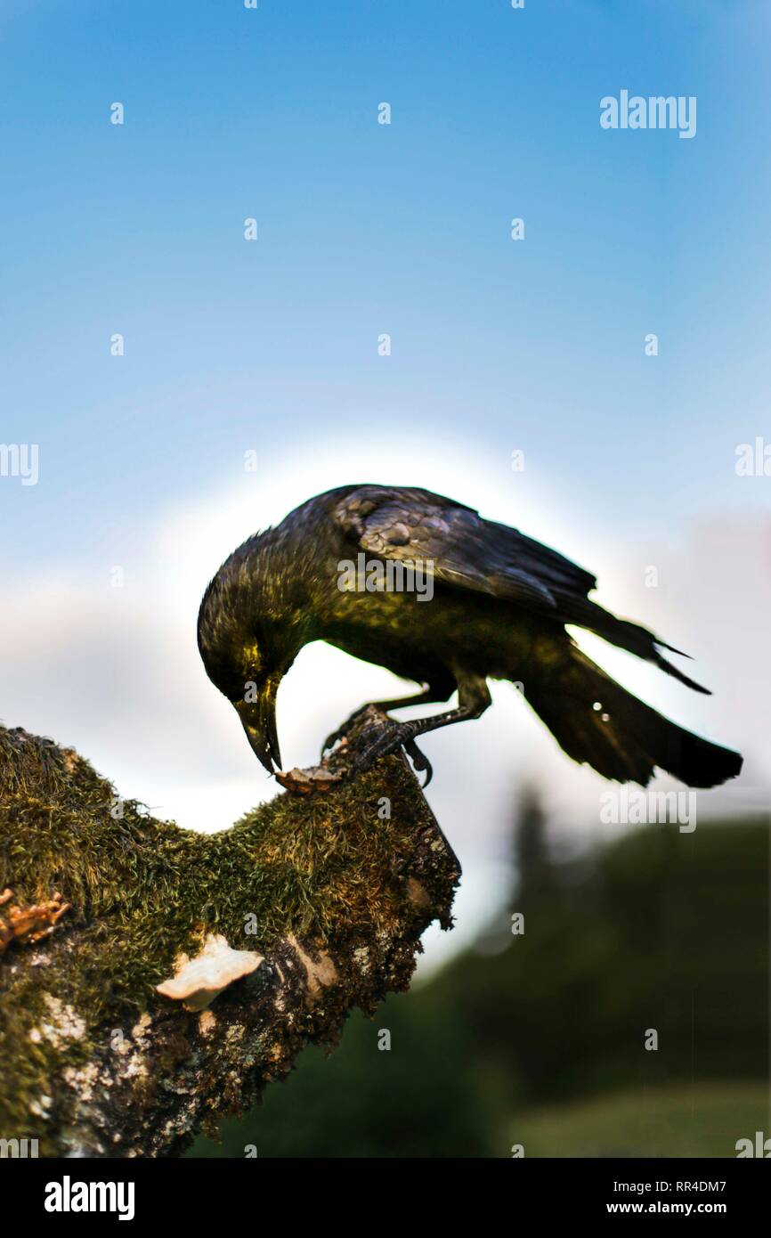 Close-up of blackbird/crow. Chamonix, France Stock Photo - Alamy