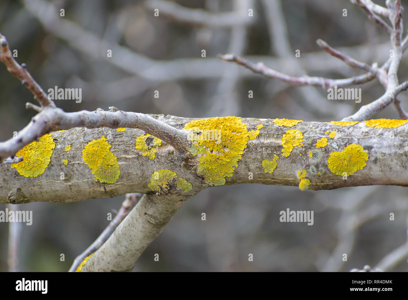 Xanthoria parietina (common orange lichen, yellow scale, maritime ...