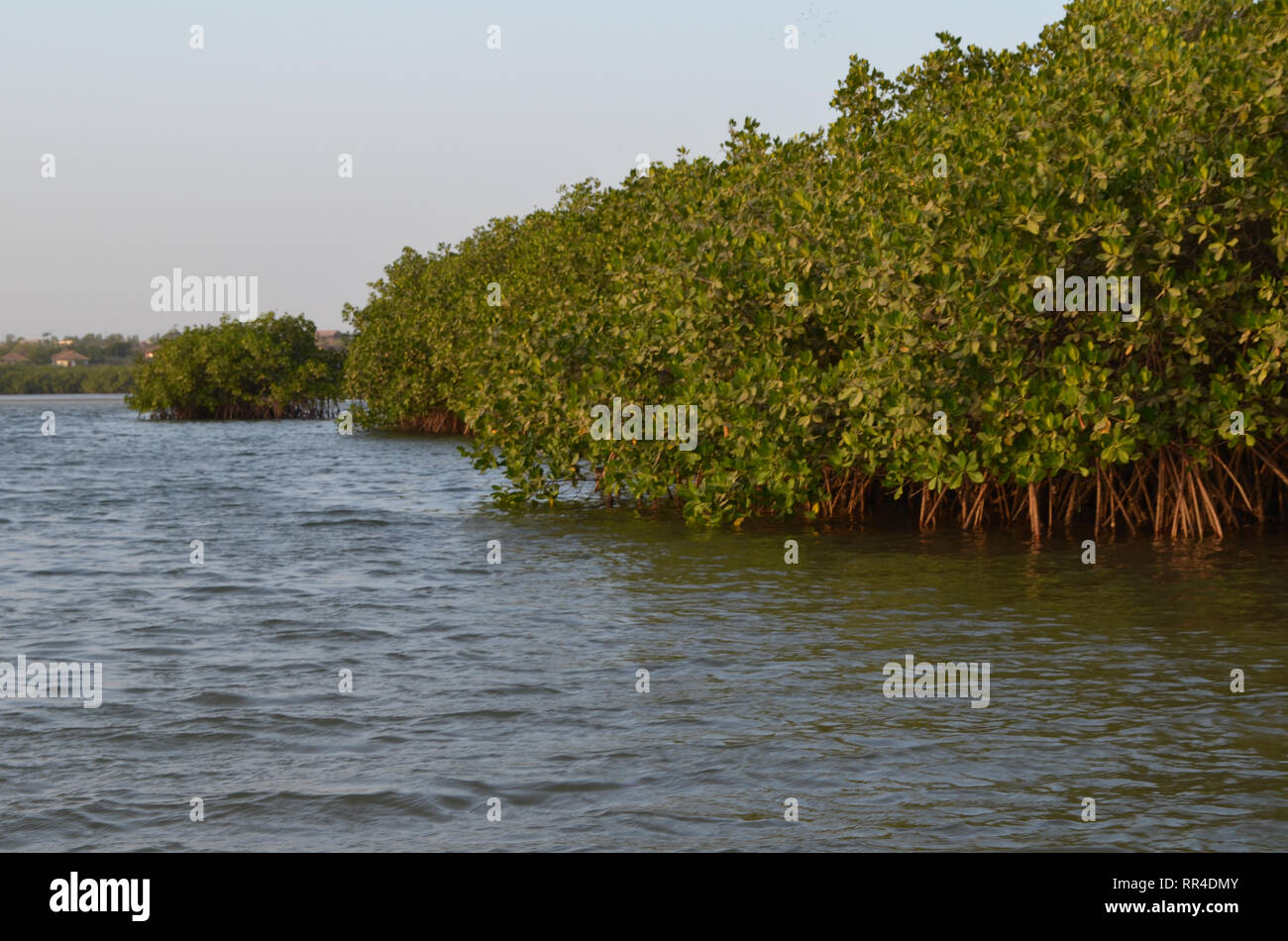 Mangrove forests in the Saloum river Delta area, Senegal, West Africa ...