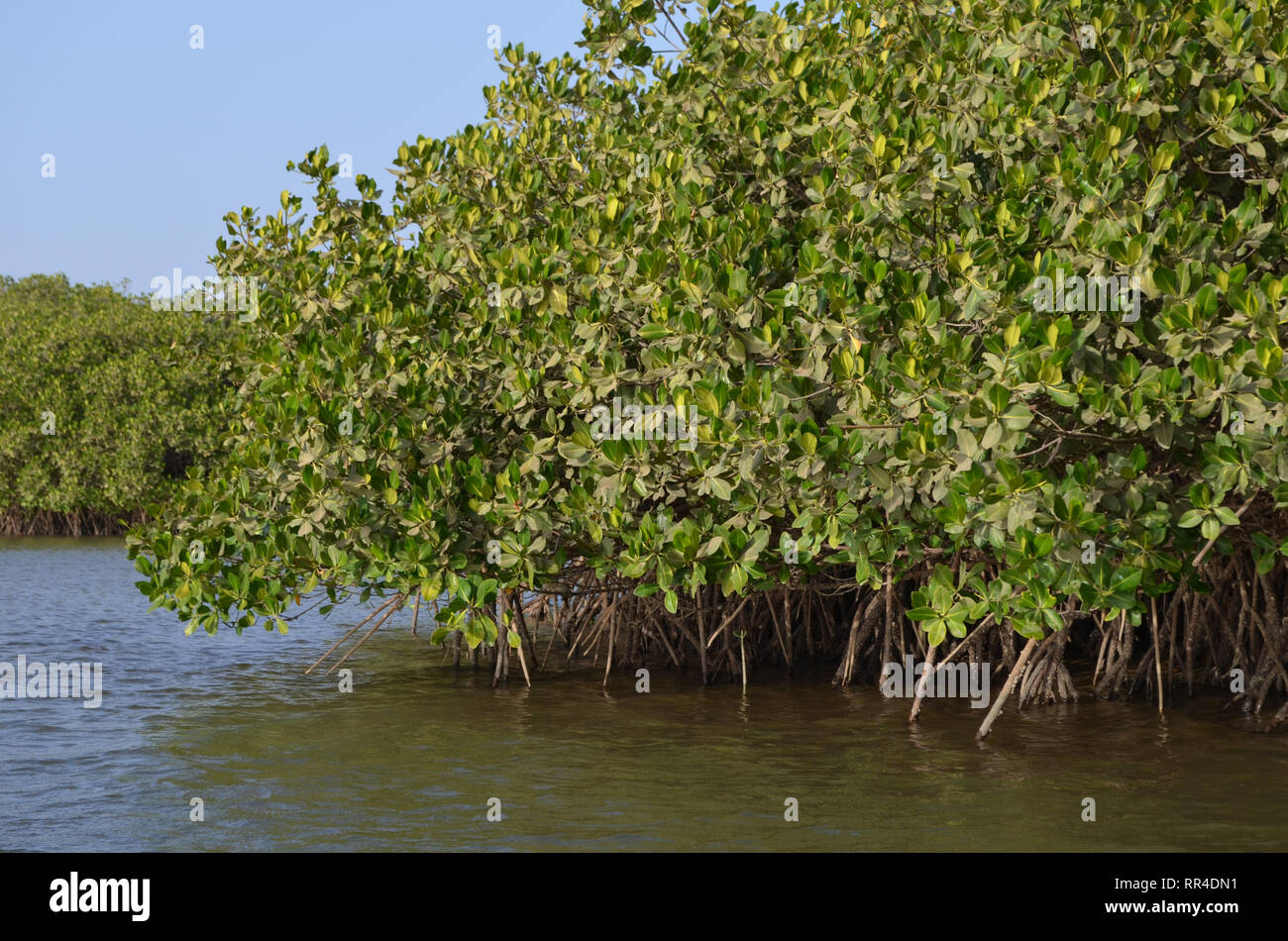 Mangrove forests in the Saloum river Delta area, Senegal, West Africa ...