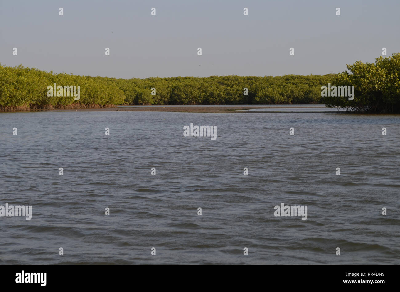 Mangrove forests in the Saloum river Delta area, Senegal, West Africa ...