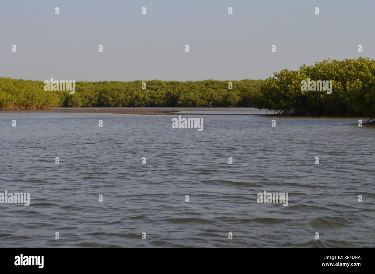 Mangrove forests in the Saloum river Delta area, Senegal, West Africa ...