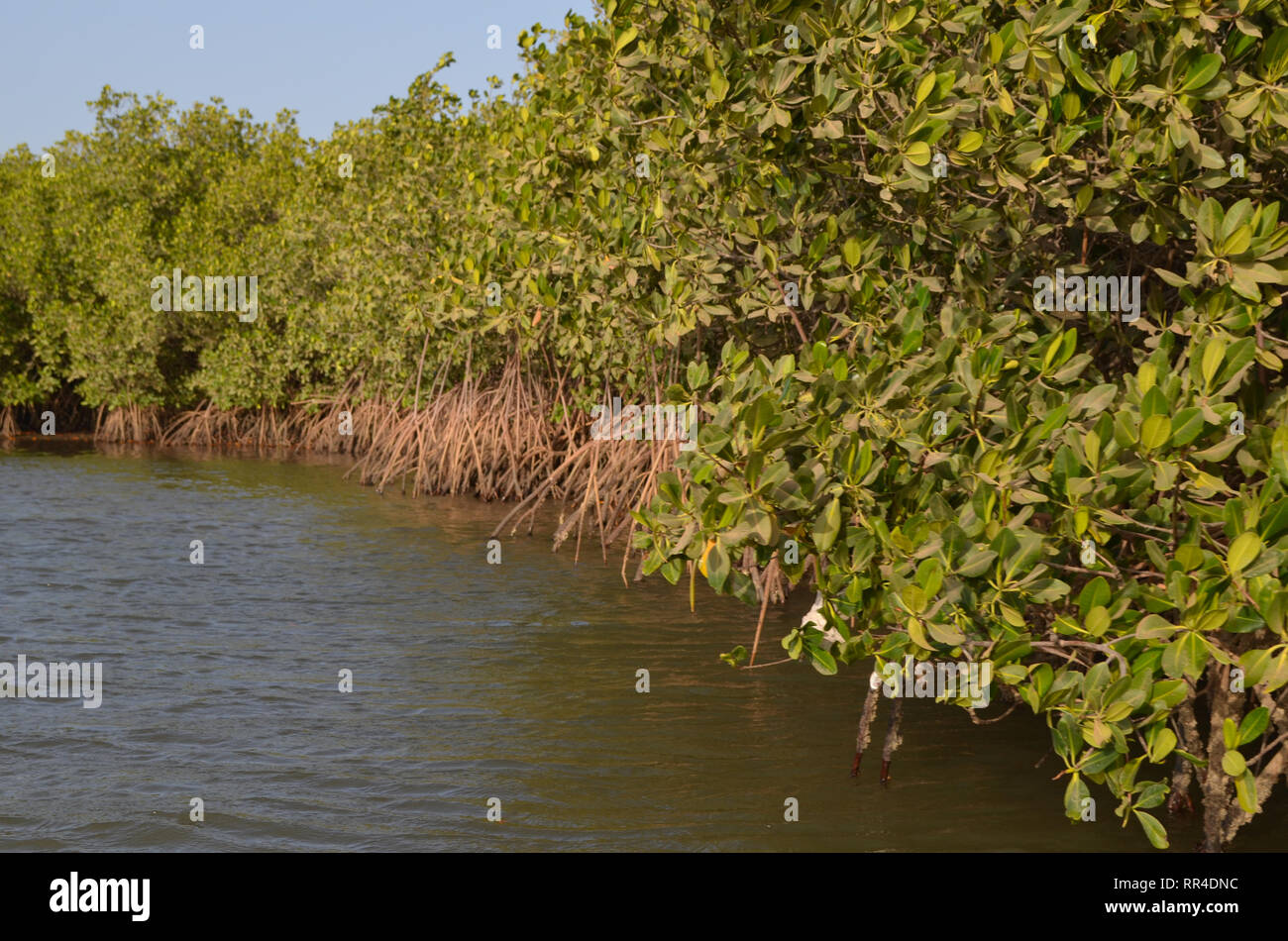 Mangrove forests in the Saloum river Delta area, Senegal, West Africa ...