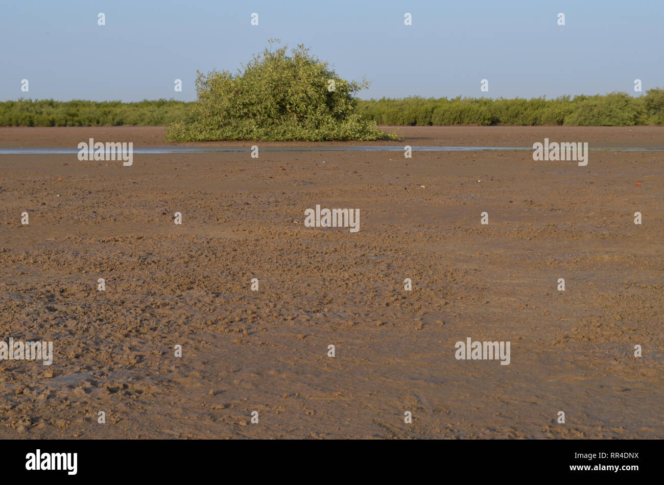 Mangrove forests in the Saloum river Delta area, Senegal, West Africa ...