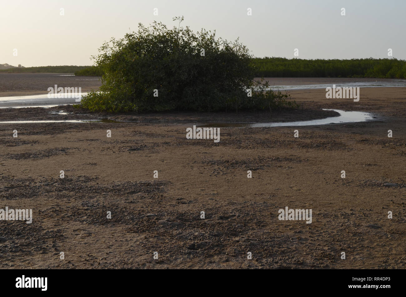 Mangrove forests in the Saloum river Delta area, Senegal, West Africa ...