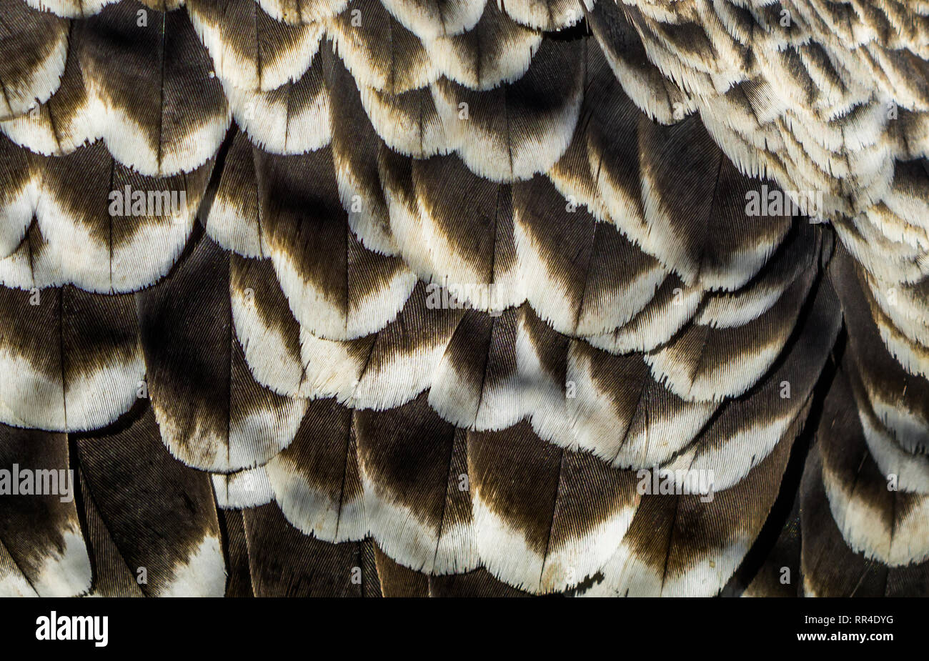 pattern of ruppell's vulture feathers in macro closeup, wildlife ...