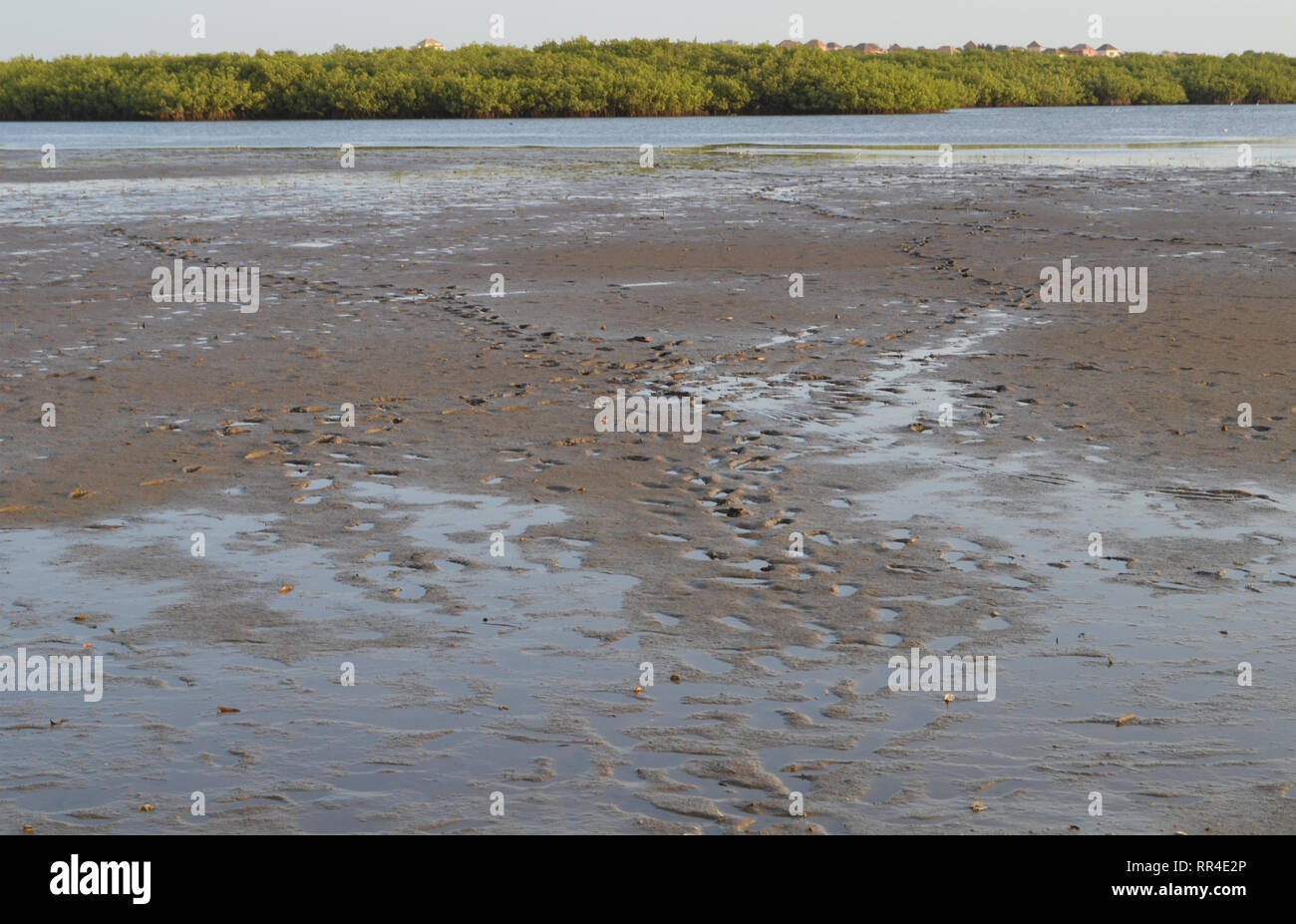 Mangrove forests in the Saloum river Delta area, Senegal, West Africa ...