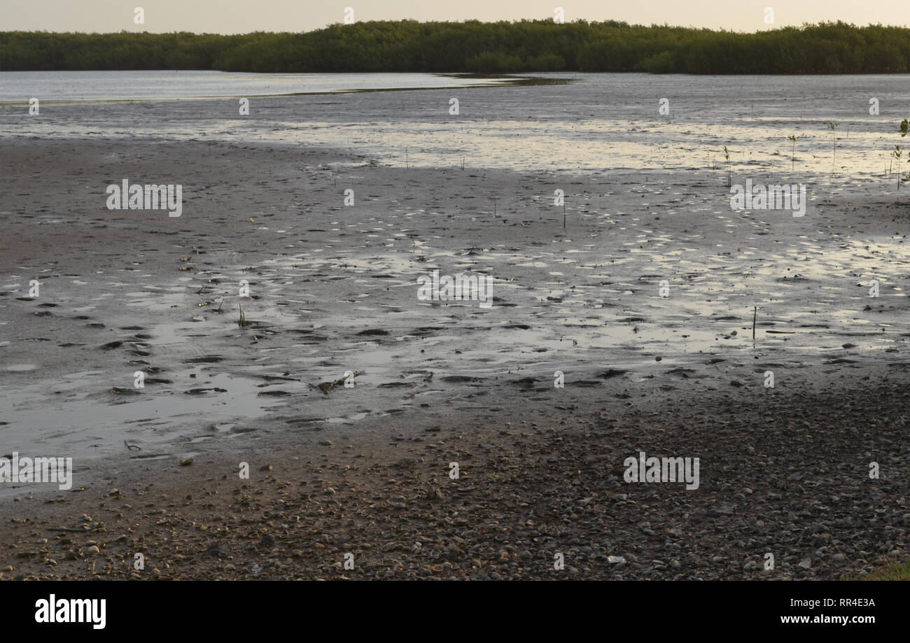 Mangrove forests in the Saloum river Delta area, Senegal, West Africa ...