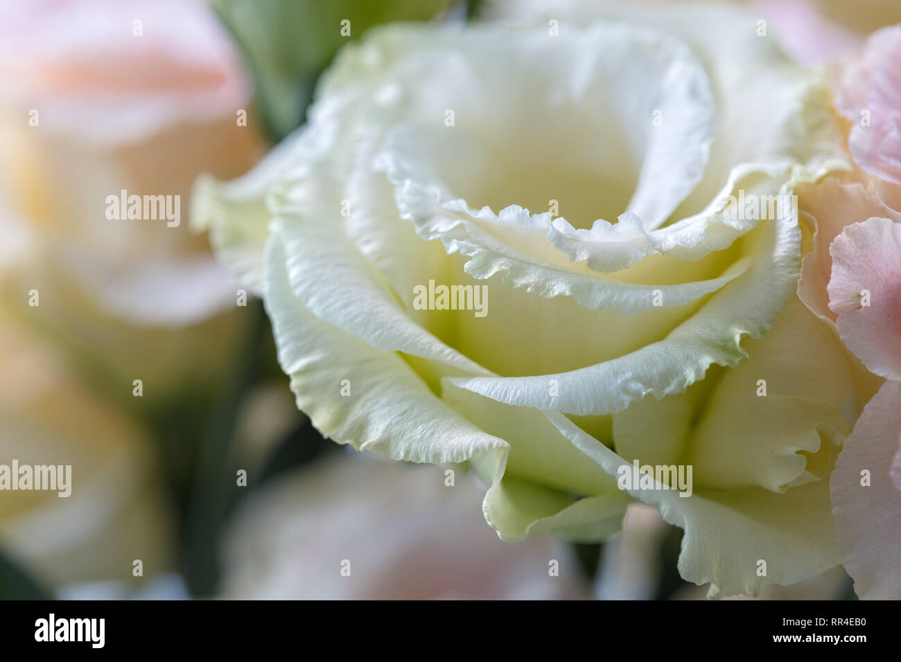 Beautiful and gentle pink Eustoma flowers, Lisianthus, tulip gentian ...