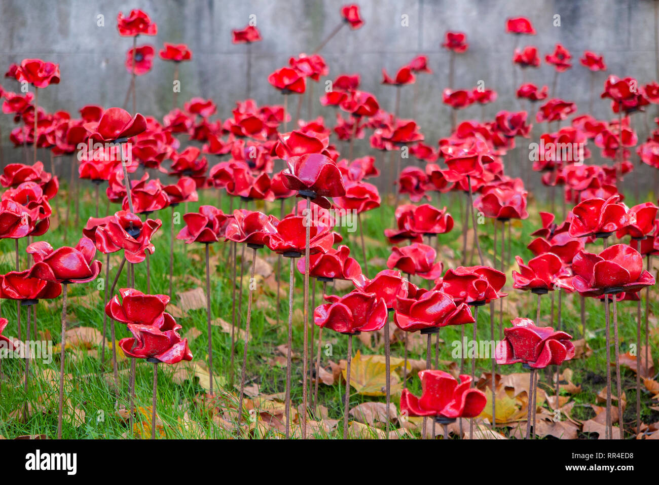 Ceramic poppies in remembrance of those who fell at war Stock Photo - Alamy