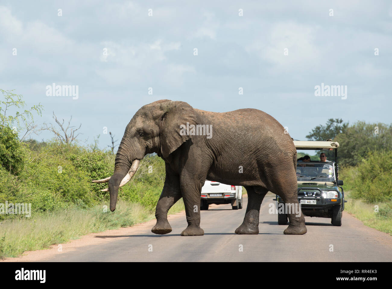 Tourist vehicle and elephant on the road, Loxodonta africana, Kruger ...