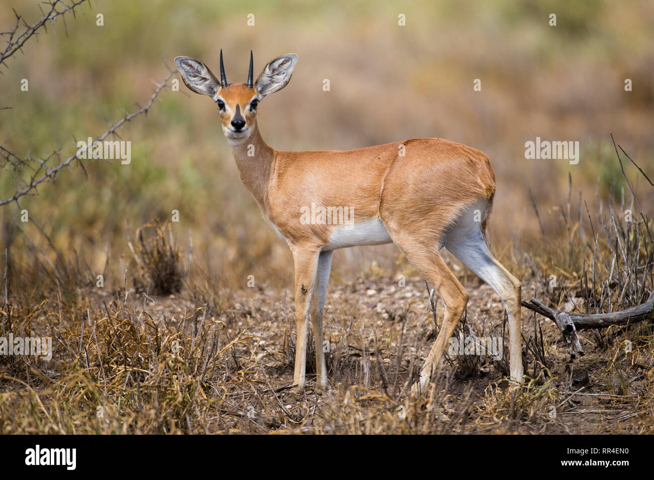 African steenbok hi-res stock photography and images - Alamy