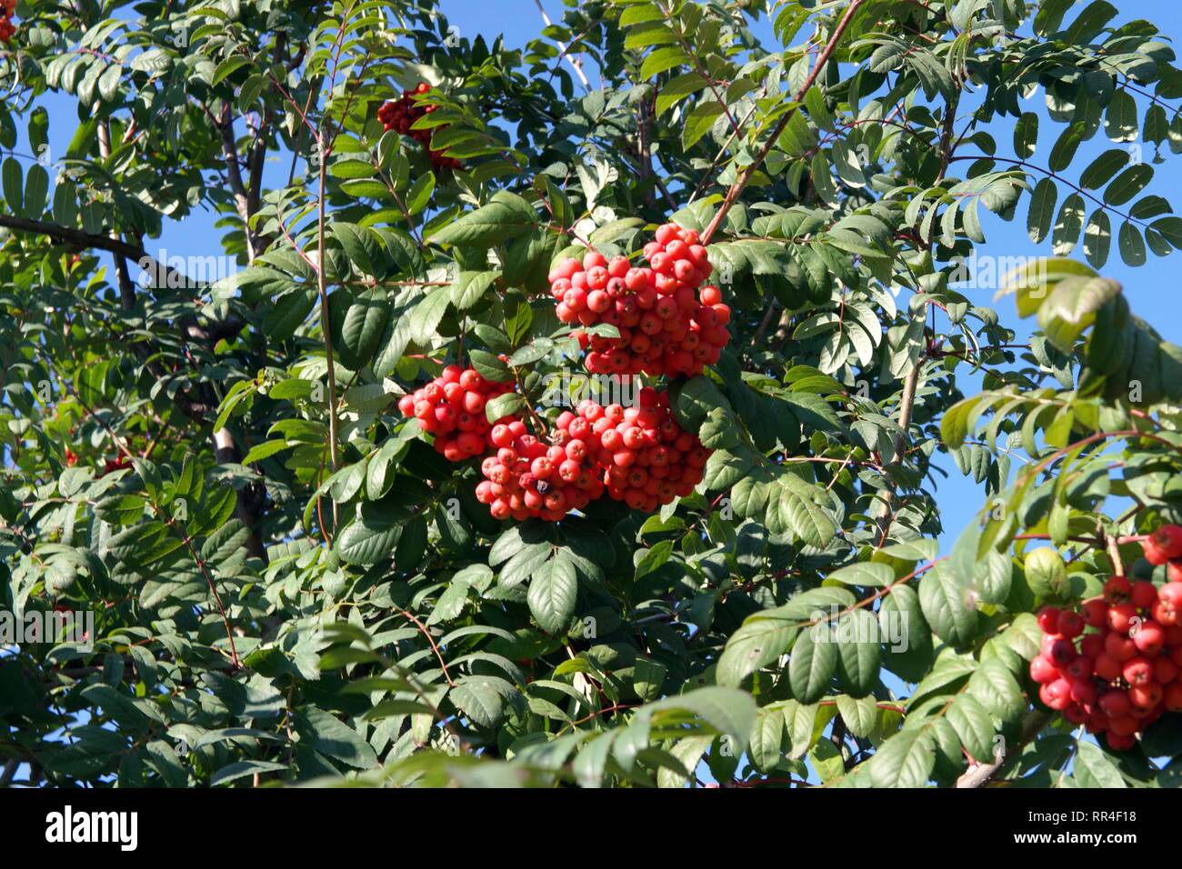 ashberry at dry sunny day Stock Photo - Alamy