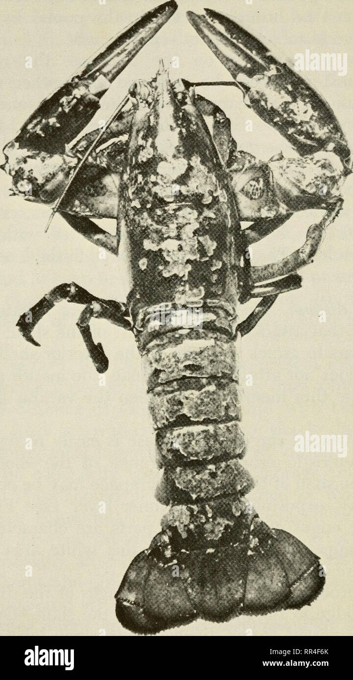 Booksubjectlobsterfisheries hi-res stock photography and images - Alamy
