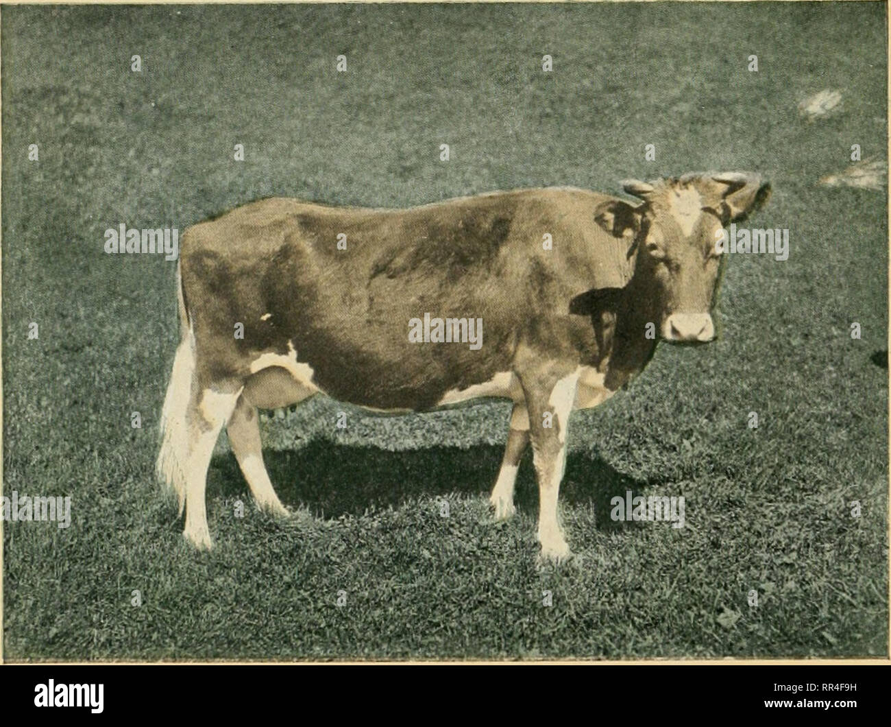 Guernsey farm house hi-res stock photography and images - Alamy