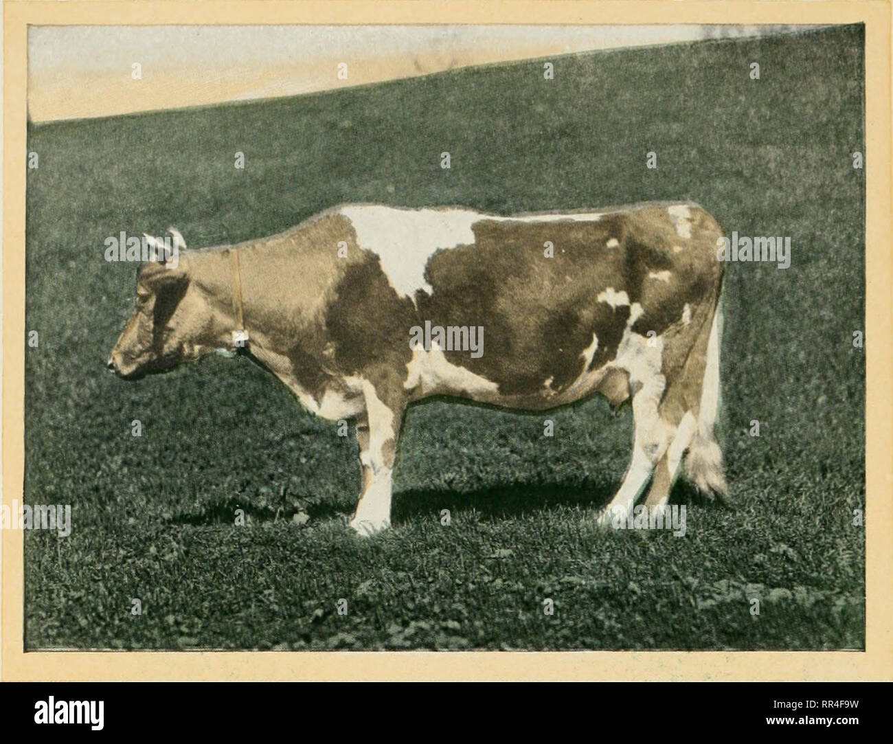 Guernsey farm house hi-res stock photography and images - Alamy