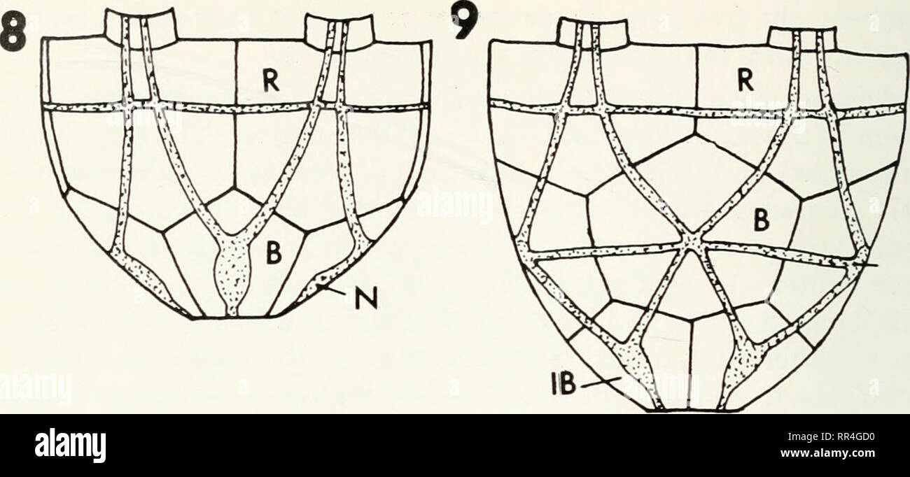 . The aboral nervous system of Marsupiocrinus Morris. Crinoidea, Fossil ...