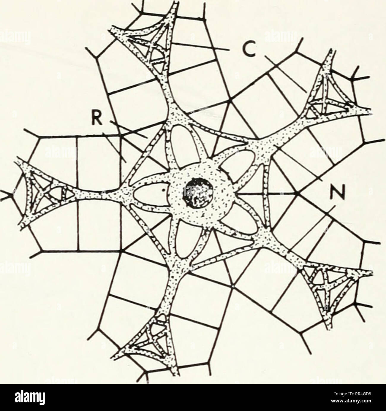 . The aboral nervous system of Marsupiocrinus Morris. Crinoidea, Fossil ...