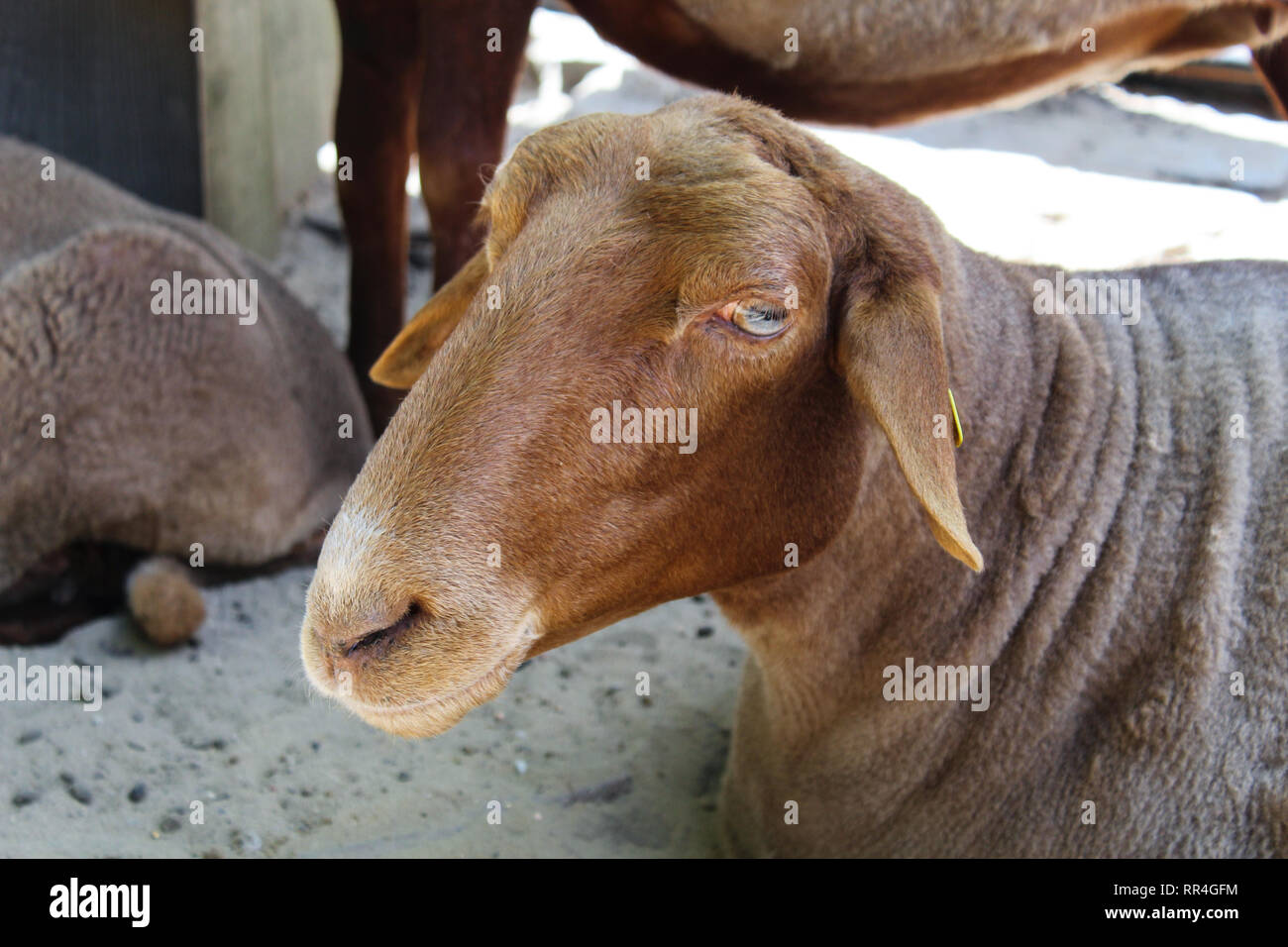 Eating sheep's head hi-res stock photography and images - Alamy