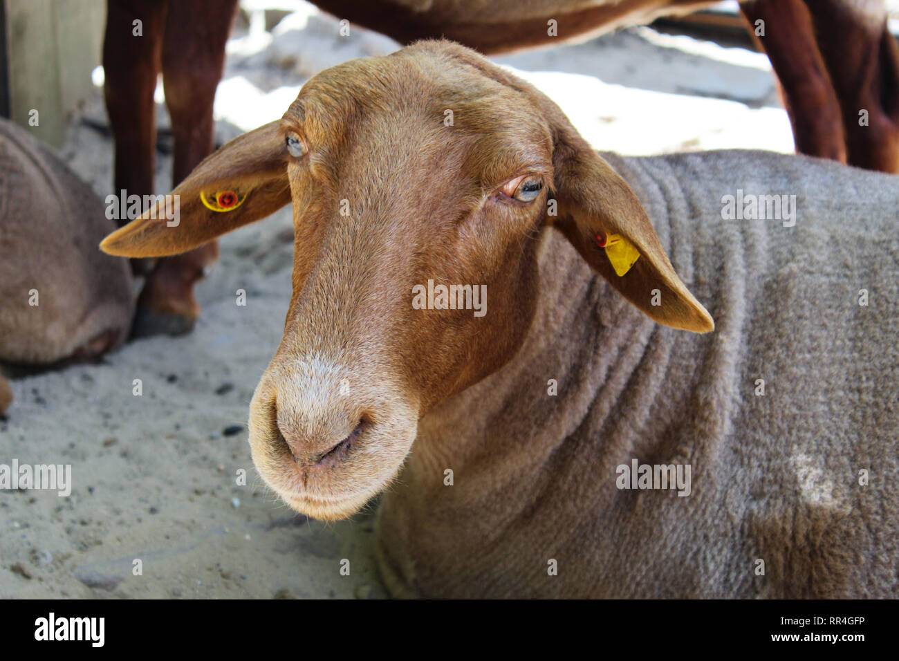 Shorn sheep hi-res stock photography and images - Alamy