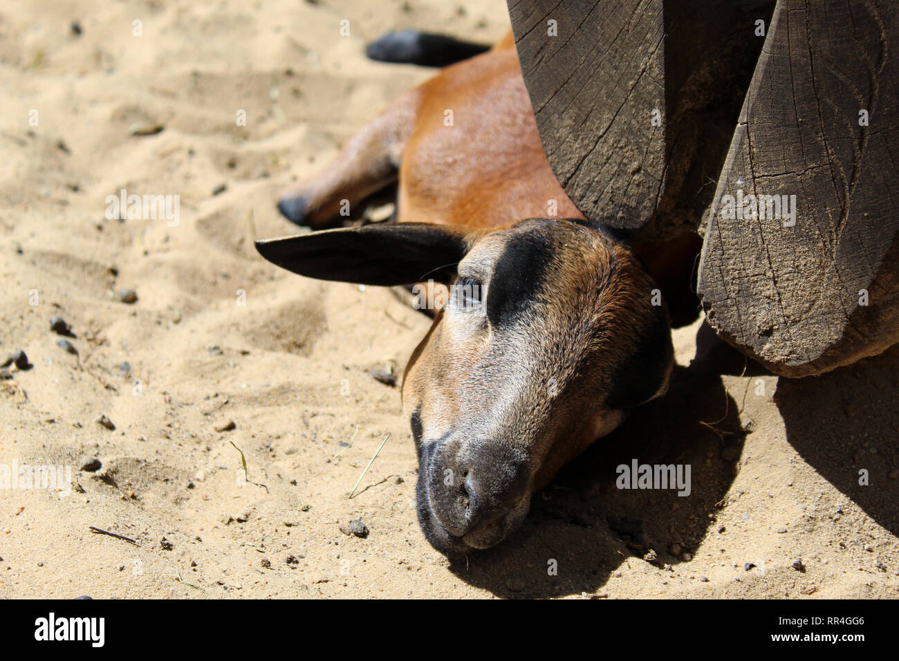 Brown goat relaxing in the Sand Stock Photo - Alamy