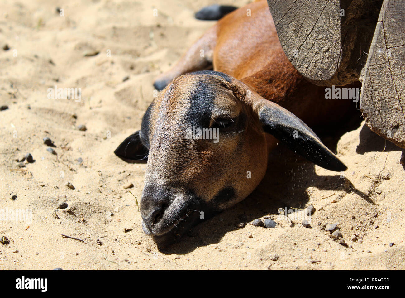 Brown goat relaxing in the Sand Stock Photo - Alamy