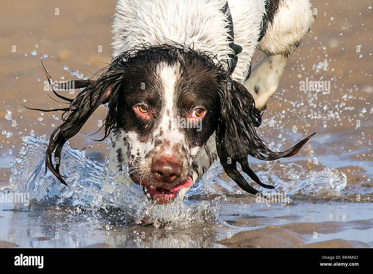 English cocker spaniel drinking water hi-res stock photography and ...