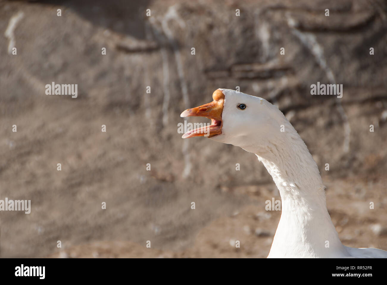 Closeup of white honking goose. Big domestic bird looking with his blue ...