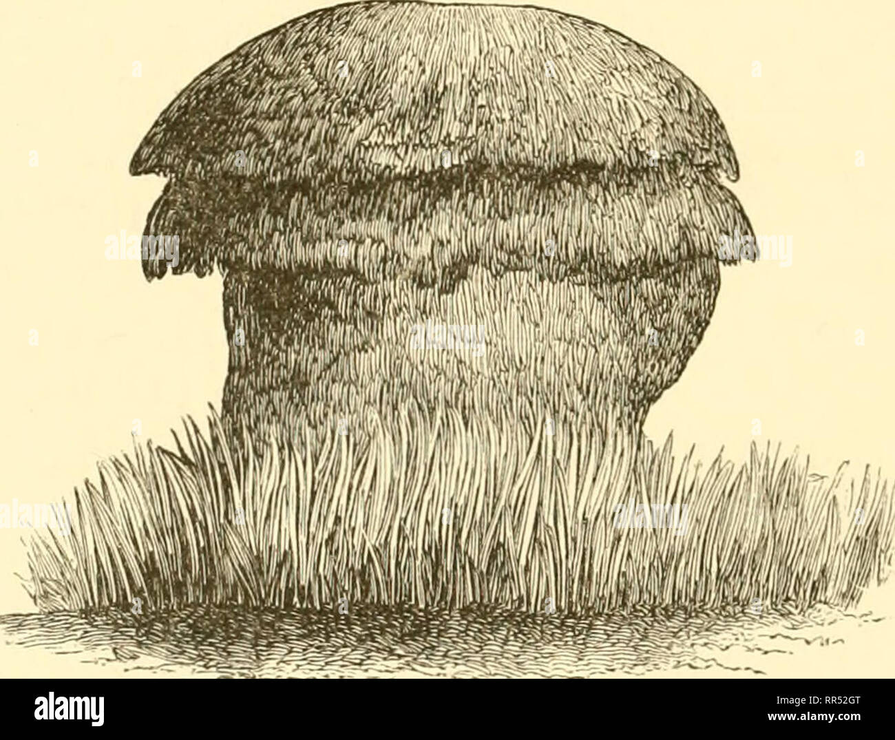 Ngombe wale hi-res stock photography and images - Alamy