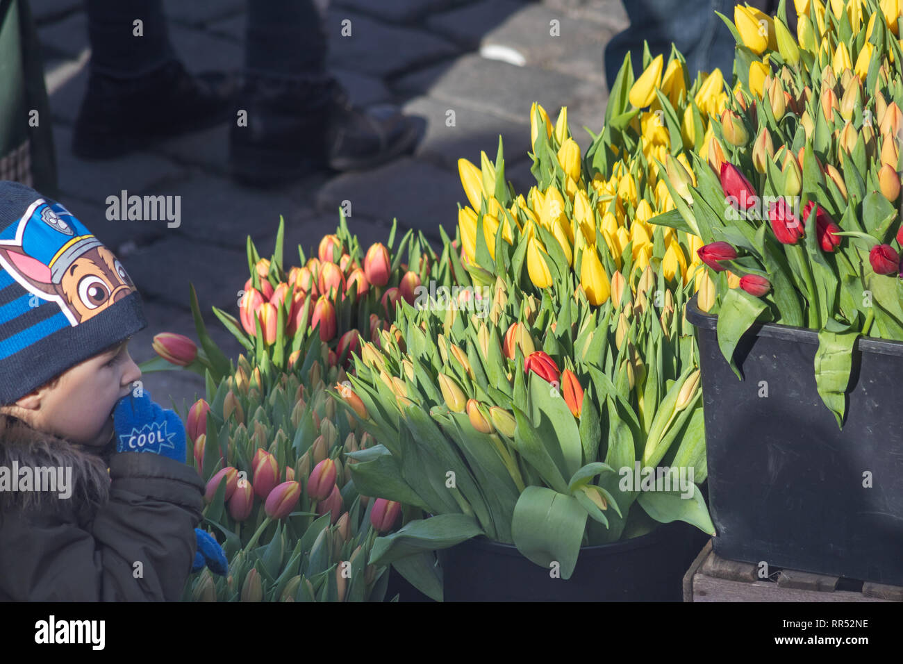 PRAGUE, CZECH REPUBLIC - FEBRUARY 16, 2019: Yellow tulips on display at ...