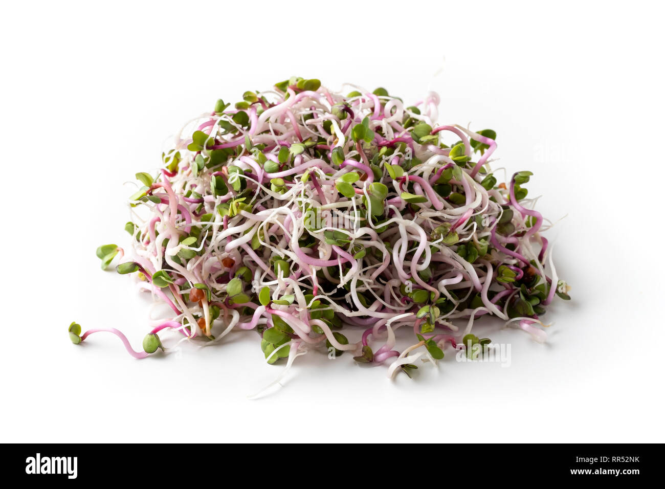 Fresh pink radish sprouts on a white background Stock Photo - Alamy