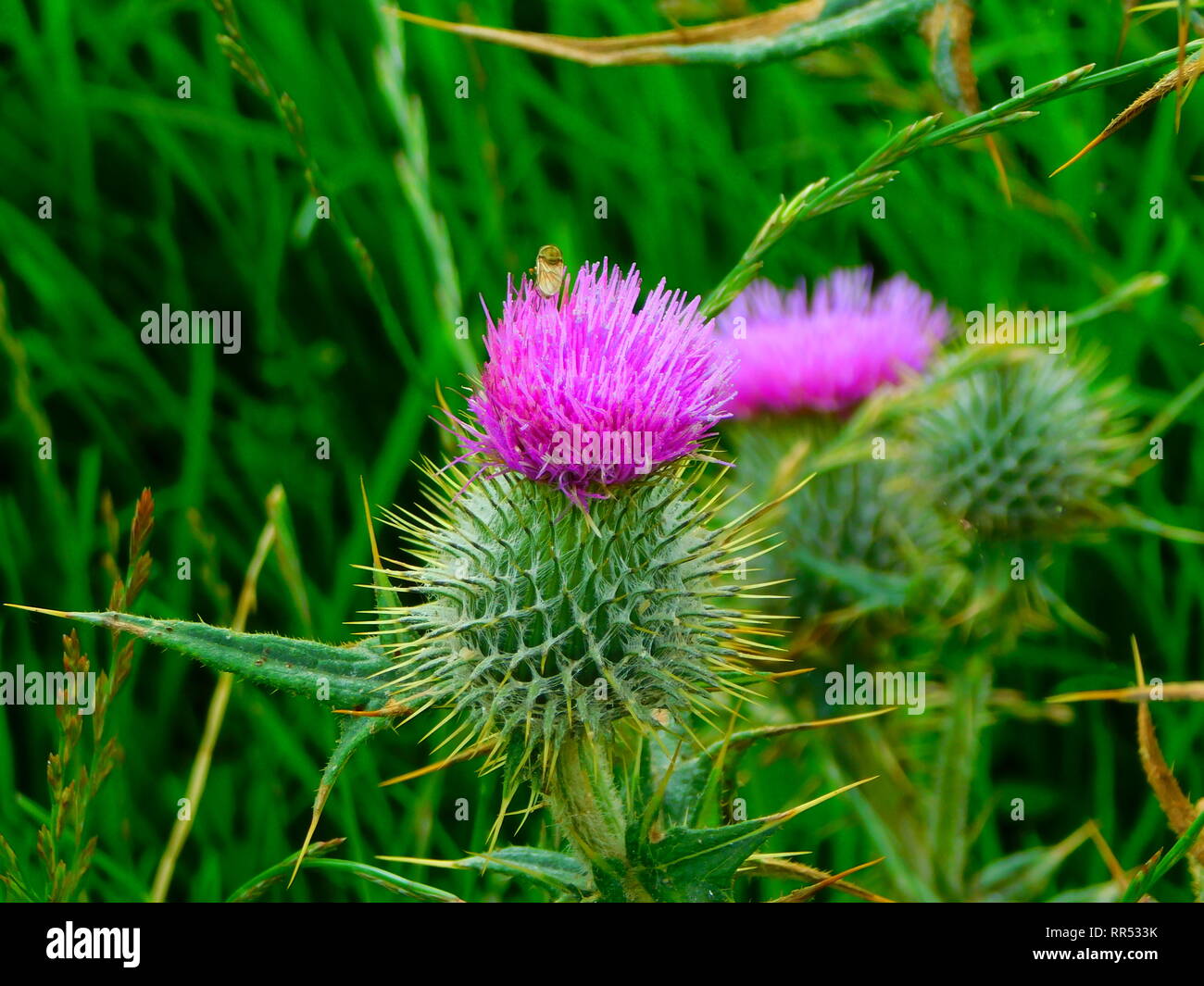 Thistles scotland hi-res stock photography and images - Alamy