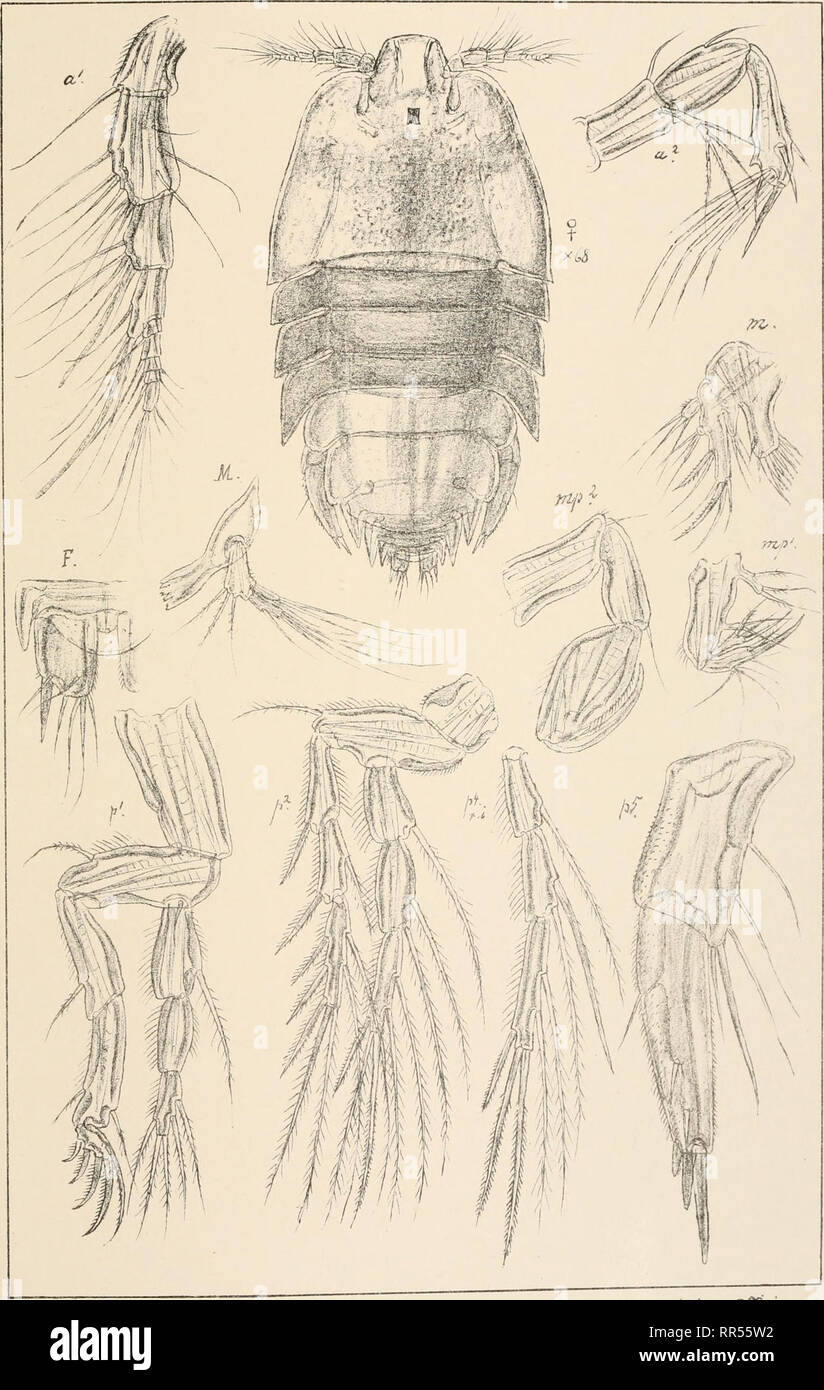 Peltidiidae hi-res stock photography and images - Alamy