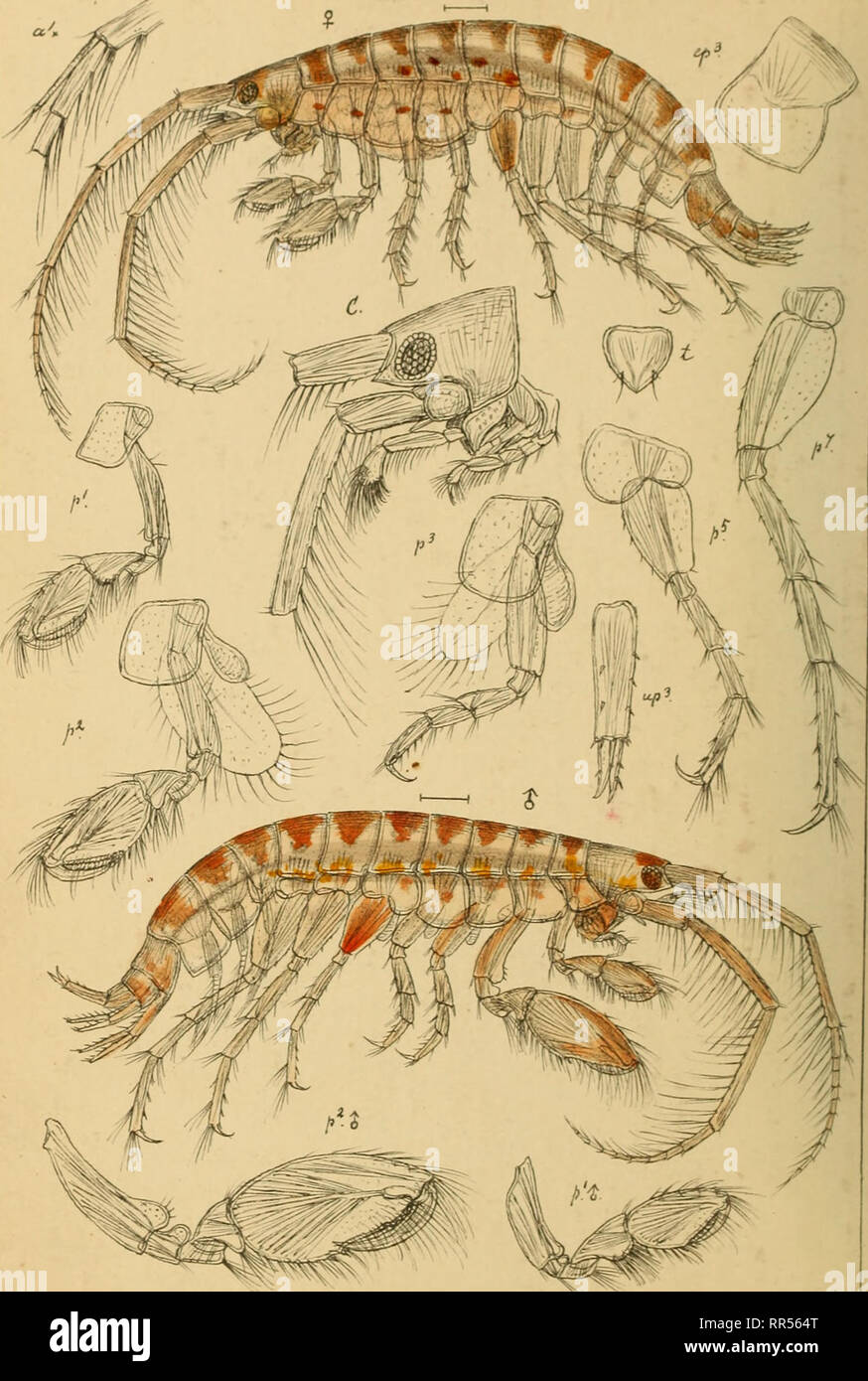 Podoceridae hi-res stock photography and images - Alamy