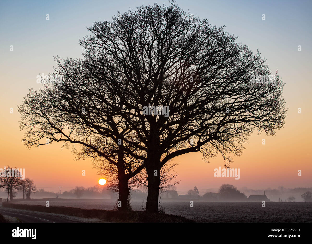 Tree sunset sunrise meadow hi-res stock photography and images - Alamy