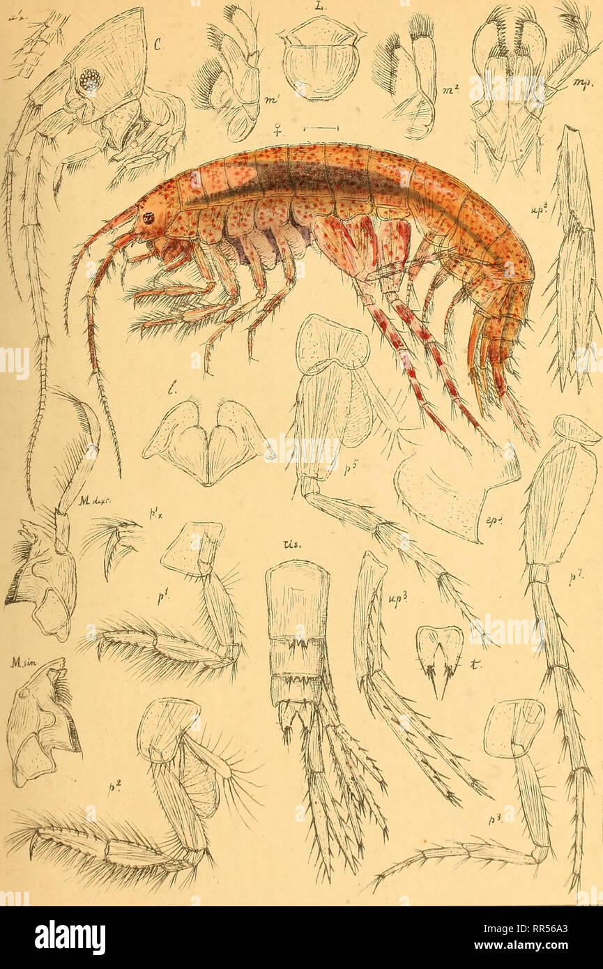 Gammaridae hi-res stock photography and images - Alamy