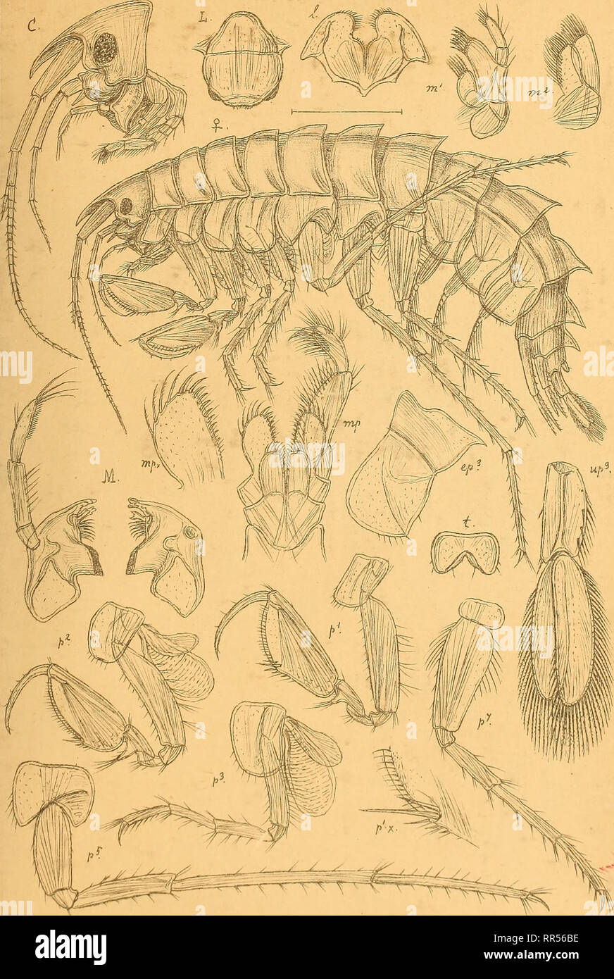 Gammarid hi-res stock photography and images - Alamy