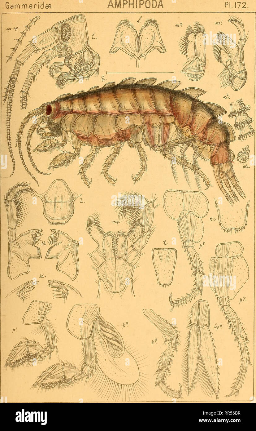 Gammarid hi-res stock photography and images - Alamy