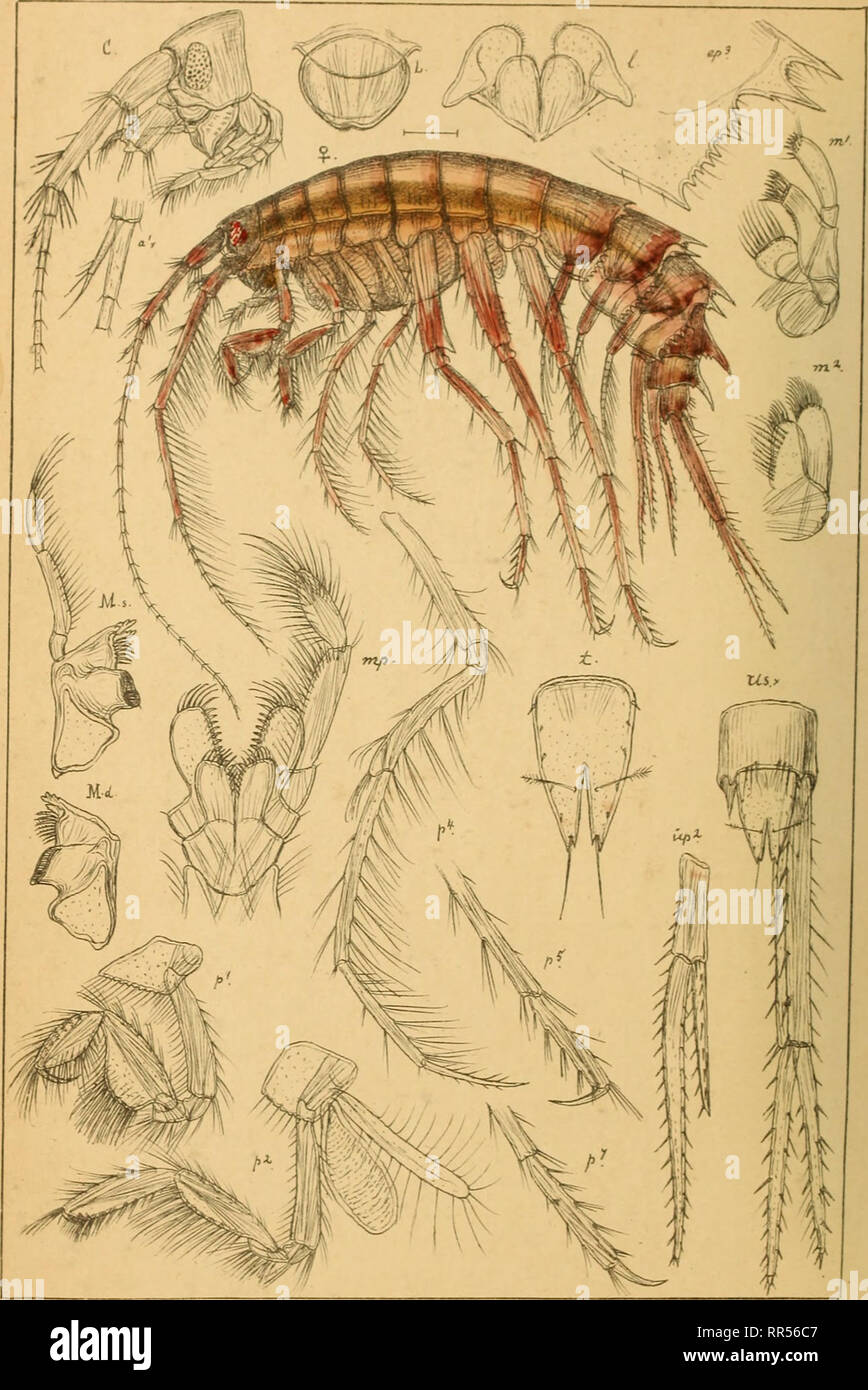 Gammaridae hi-res stock photography and images - Alamy